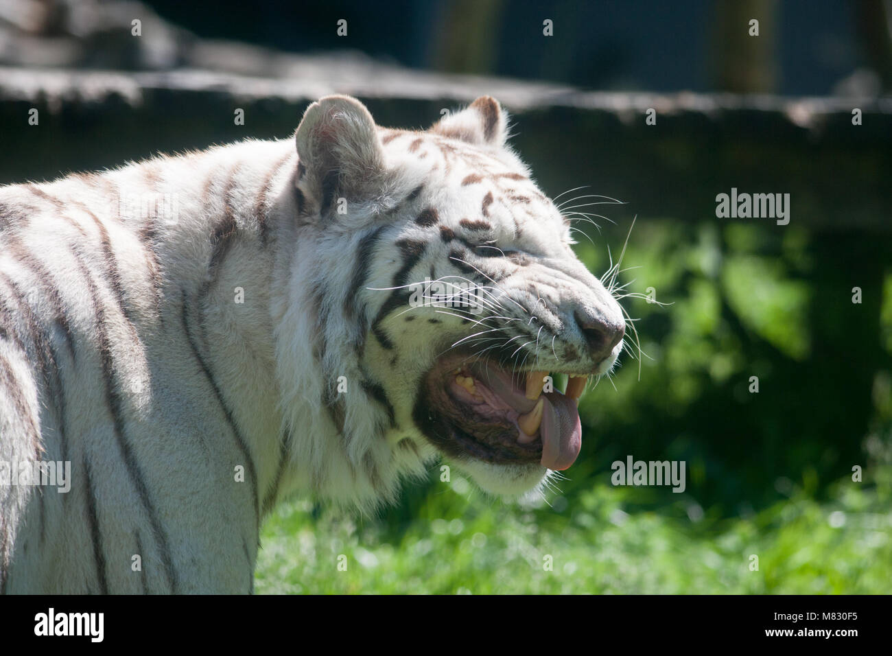 Royal bengal tiger bangladesh hi-res stock photography and images - Alamy