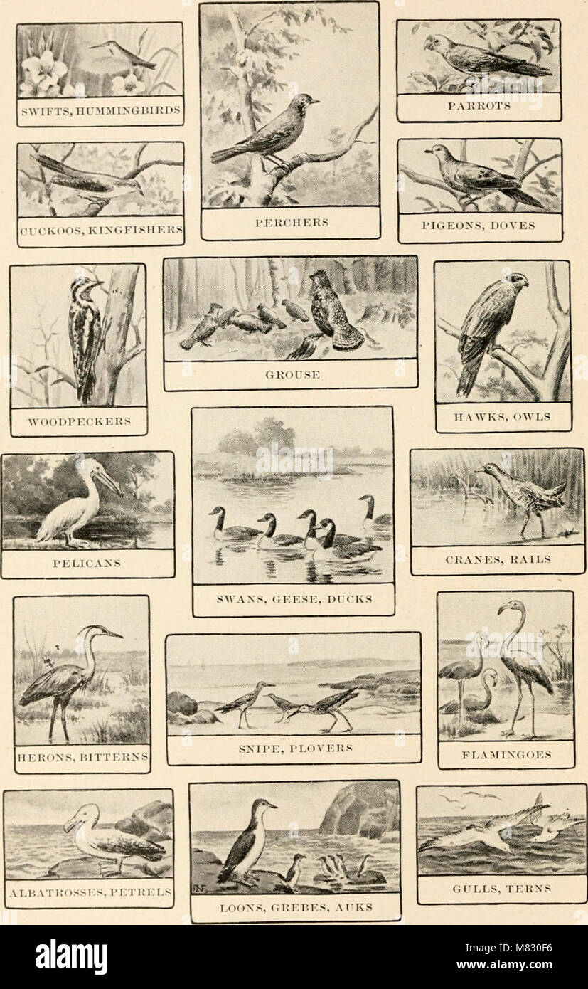 *Civic Biology* (1918) is a textbook exploring societal biological problems that require civic ...