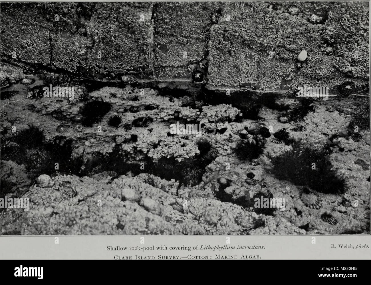 The Clare Island Survey, published in 1911, documents the natural ...