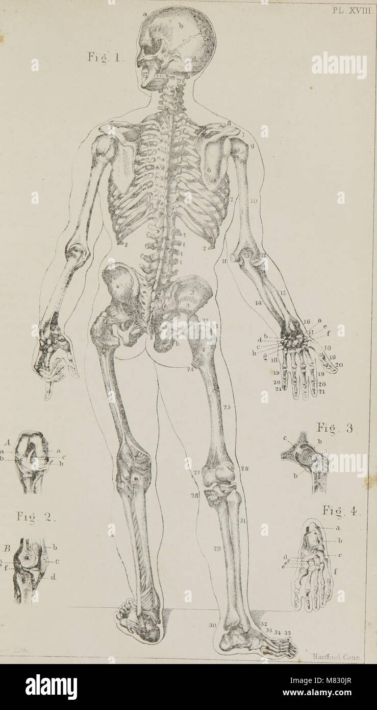 Inferior structure hi-res stock photography and images - Alamy