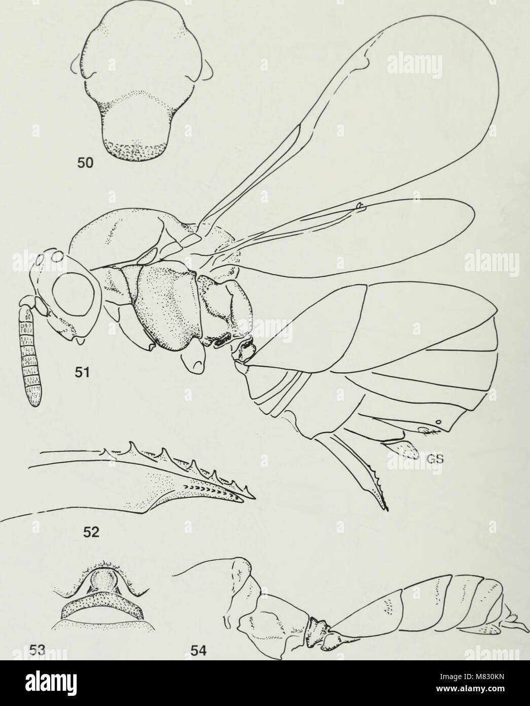 This 1994 study focuses on the classification and evolution of the ...