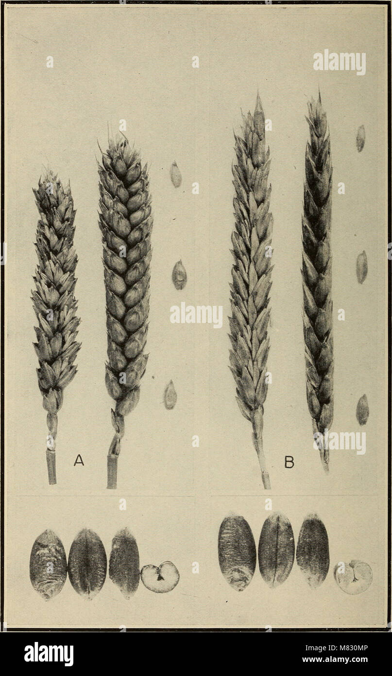 Wheat Varieties Illustration High Resolution Stock Photography and ...