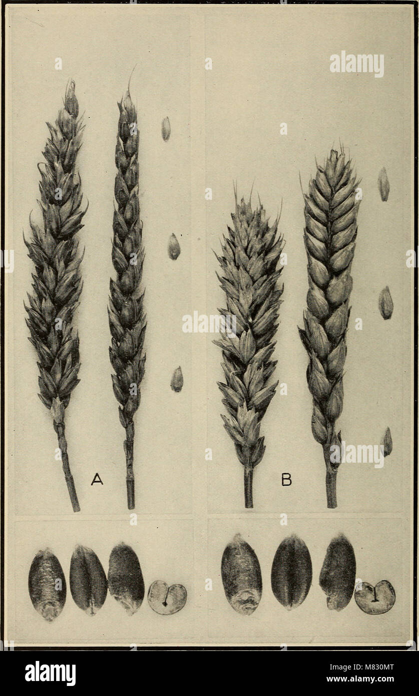 Wheat Varieties Illustration High Resolution Stock Photography and ...