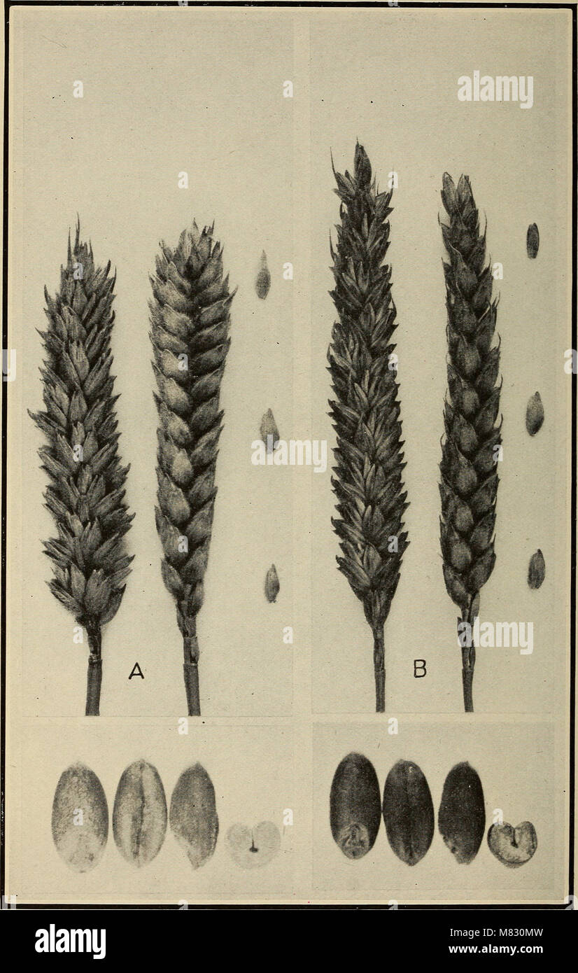 This 1922 report provides a classification of wheat varieties grown in ...