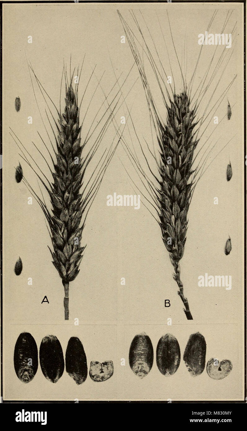 Classification of American wheat varieties (1922) (20035278163 Stock ...