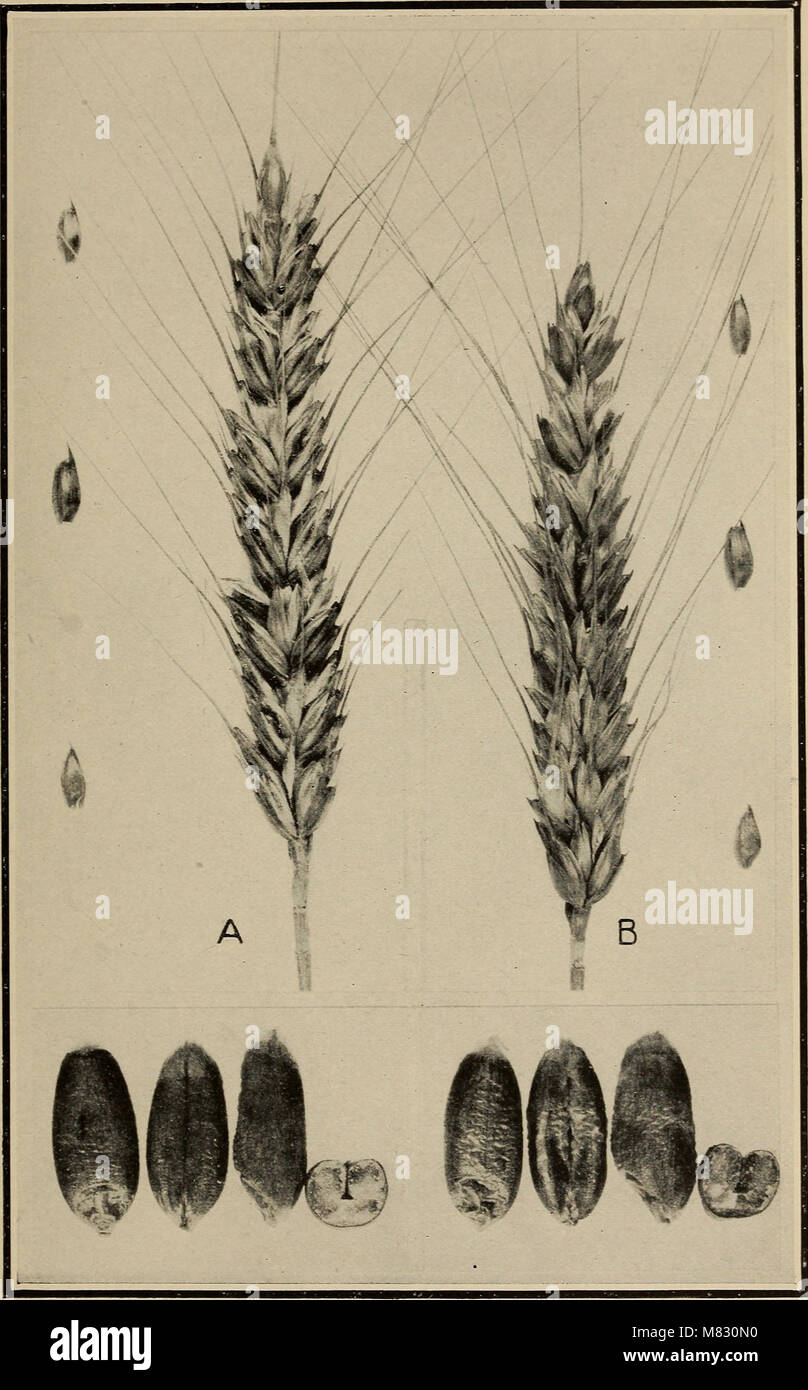 Classification of American wheat varieties (1922) (20035307893 Stock ...