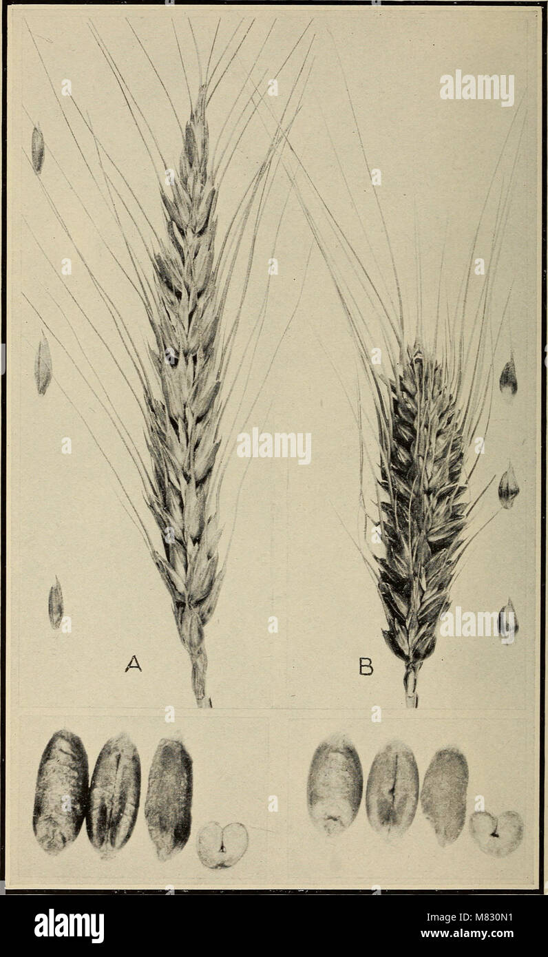 Classification of American wheat varieties (1922) (20035311183 Stock ...
