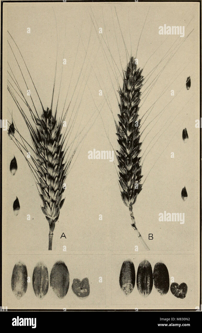 Classification of American wheat varieties (1922) (20035318213 Stock ...