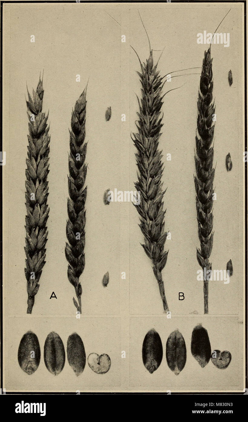 Classification of American wheat varieties (1922) (20468031920 Stock ...