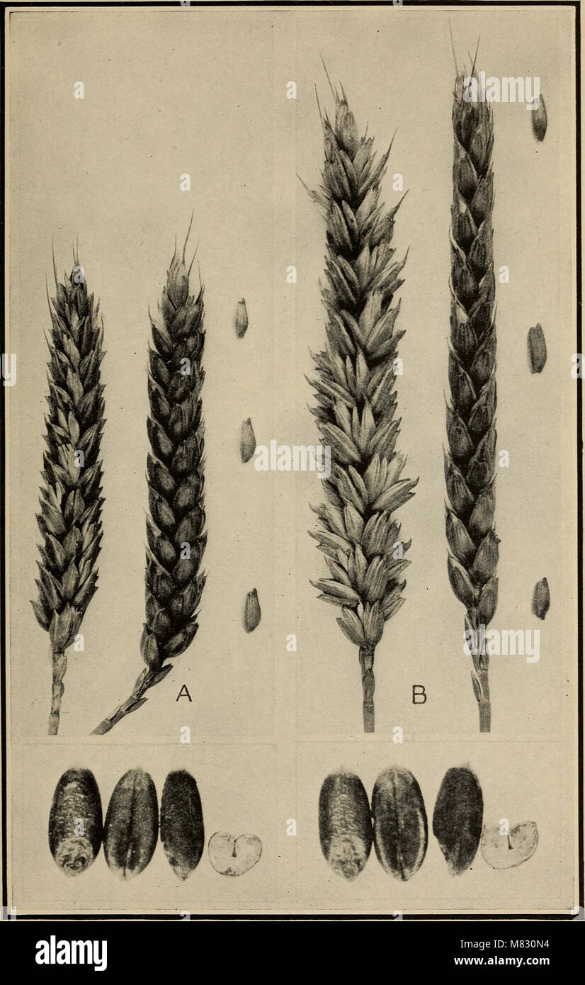 Classification of American wheat varieties (1922) (20468053858 Stock ...