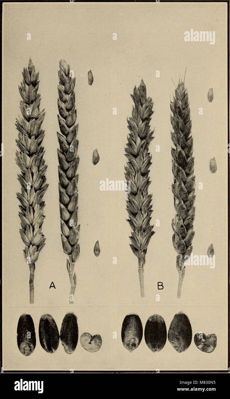 Classification of American wheat varieties (1922) (20468079700 Stock ...