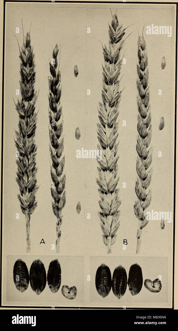Classification of American wheat varieties (1922) (20468088860 Stock ...