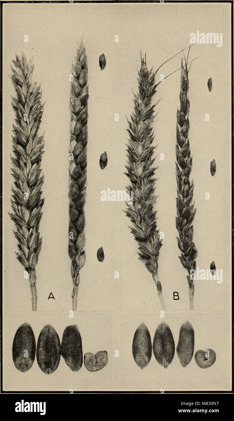 Classification of American wheat varieties (1922) (20468123718 Stock ...