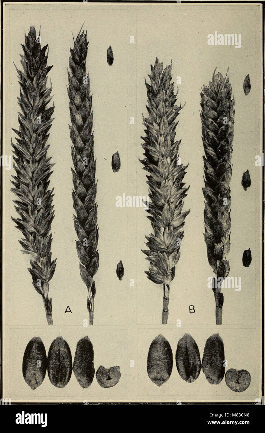 Wheat Varieties Illustration High Resolution Stock Photography and ...