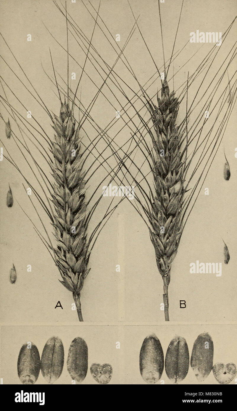 Classification of American wheat varieties (1922) (20468230368 Stock ...