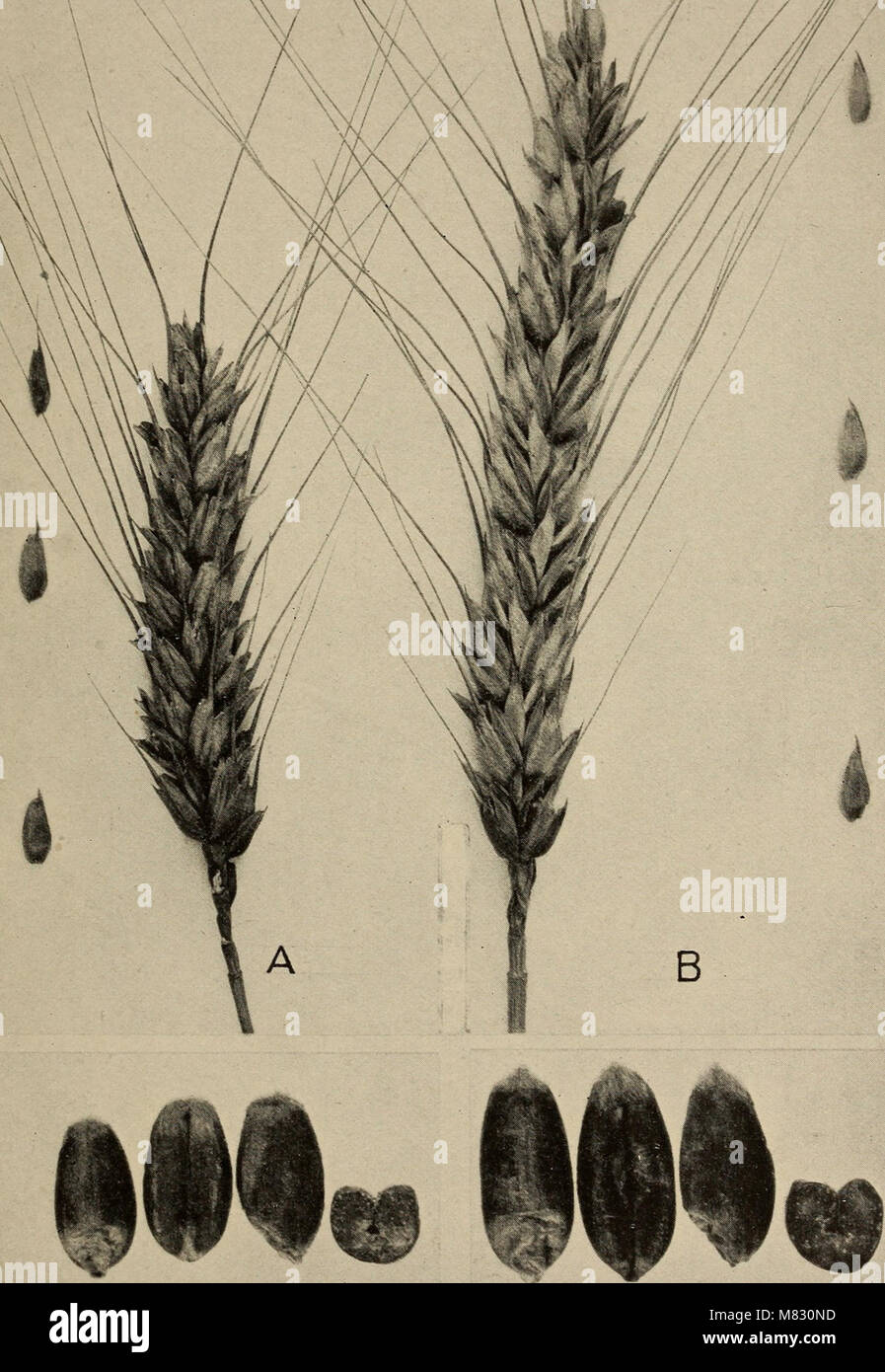 Wheat Varieties Illustration High Resolution Stock Photography and ...