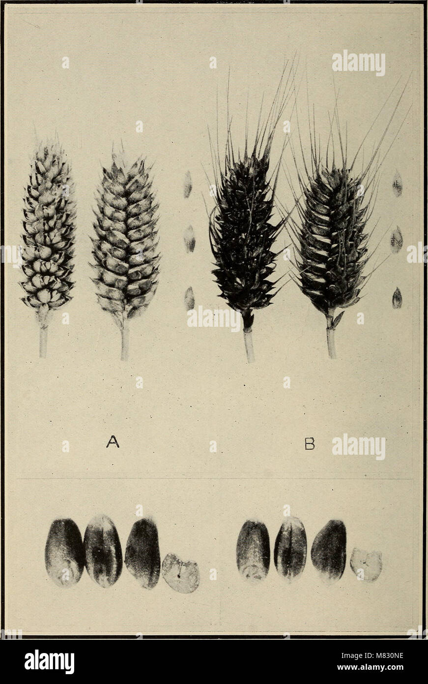 Classification of American wheat varieties (1922) (20468317630 Stock ...