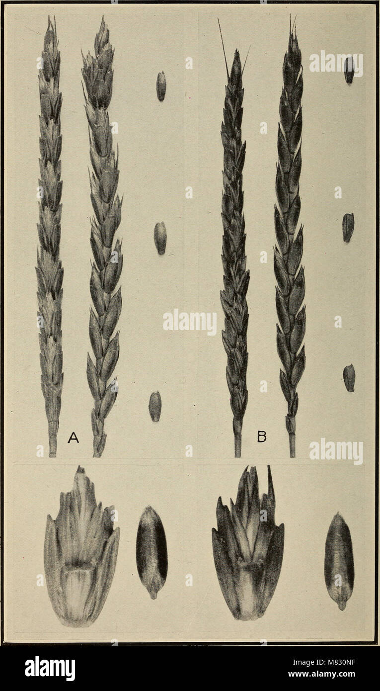 Classification of American wheat varieties (1922) (20468350658 Stock ...