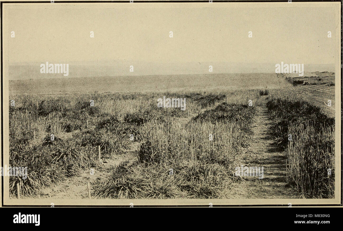 A 1922 work on the classification of American wheat varieties ...