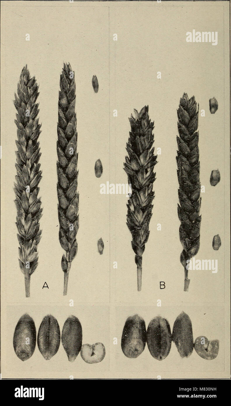 Wheat Varieties Illustration High Resolution Stock Photography and ...
