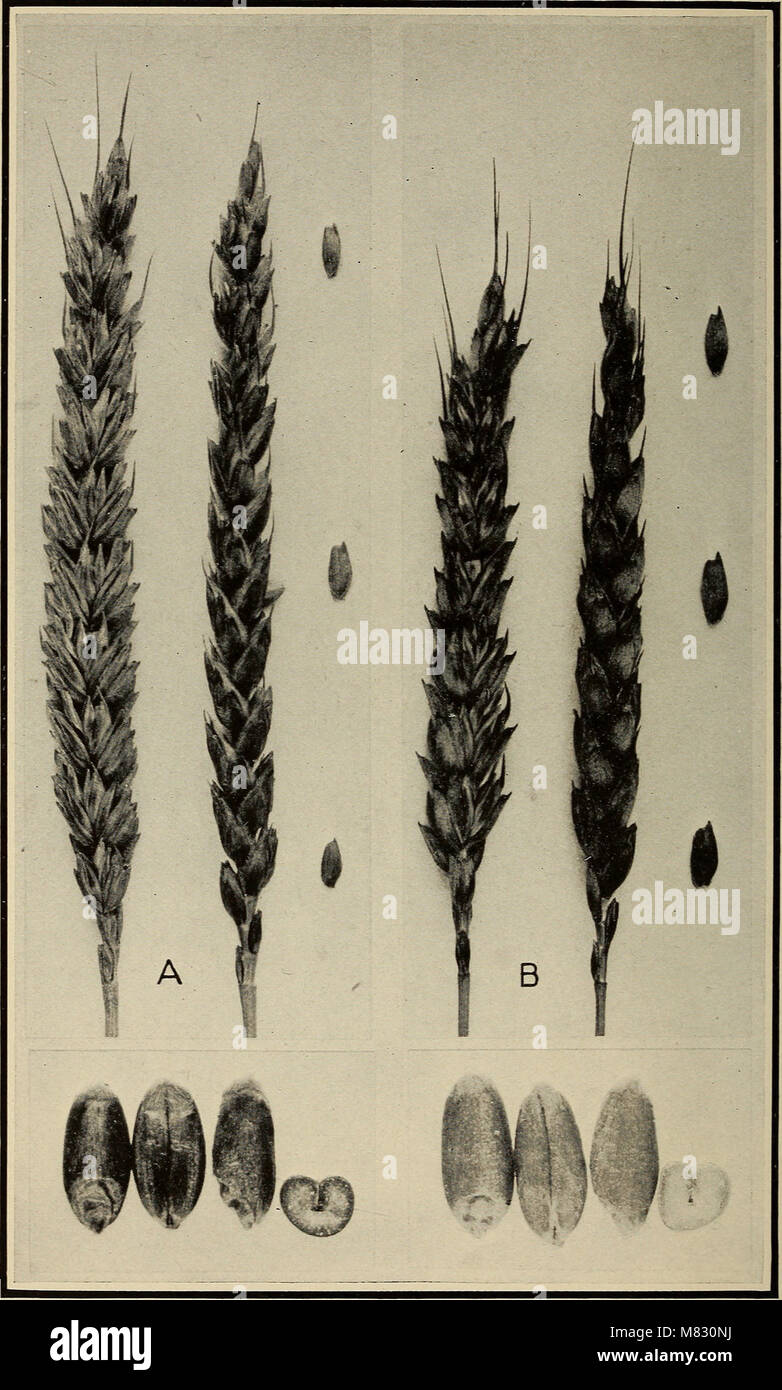 Wheat Varieties Illustration High Resolution Stock Photography and ...