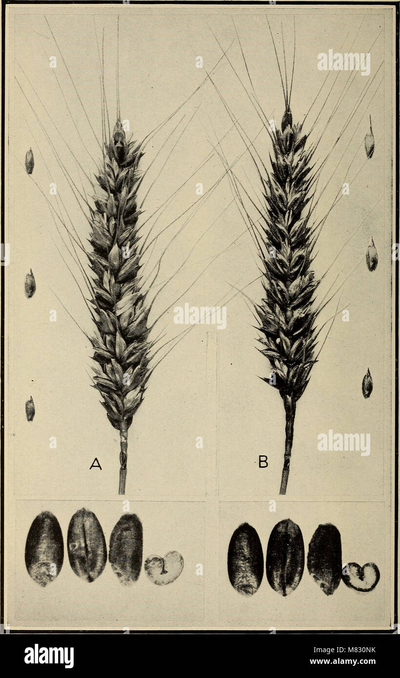 Classification of American wheat varieties (1922) (20469460599 Stock ...