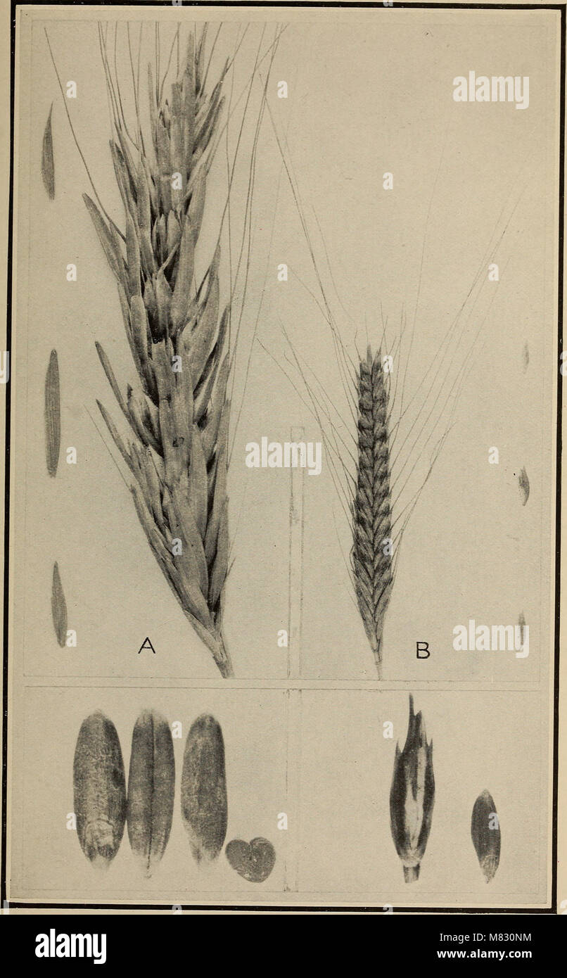 This 1922 work provides a comprehensive classification of American ...
