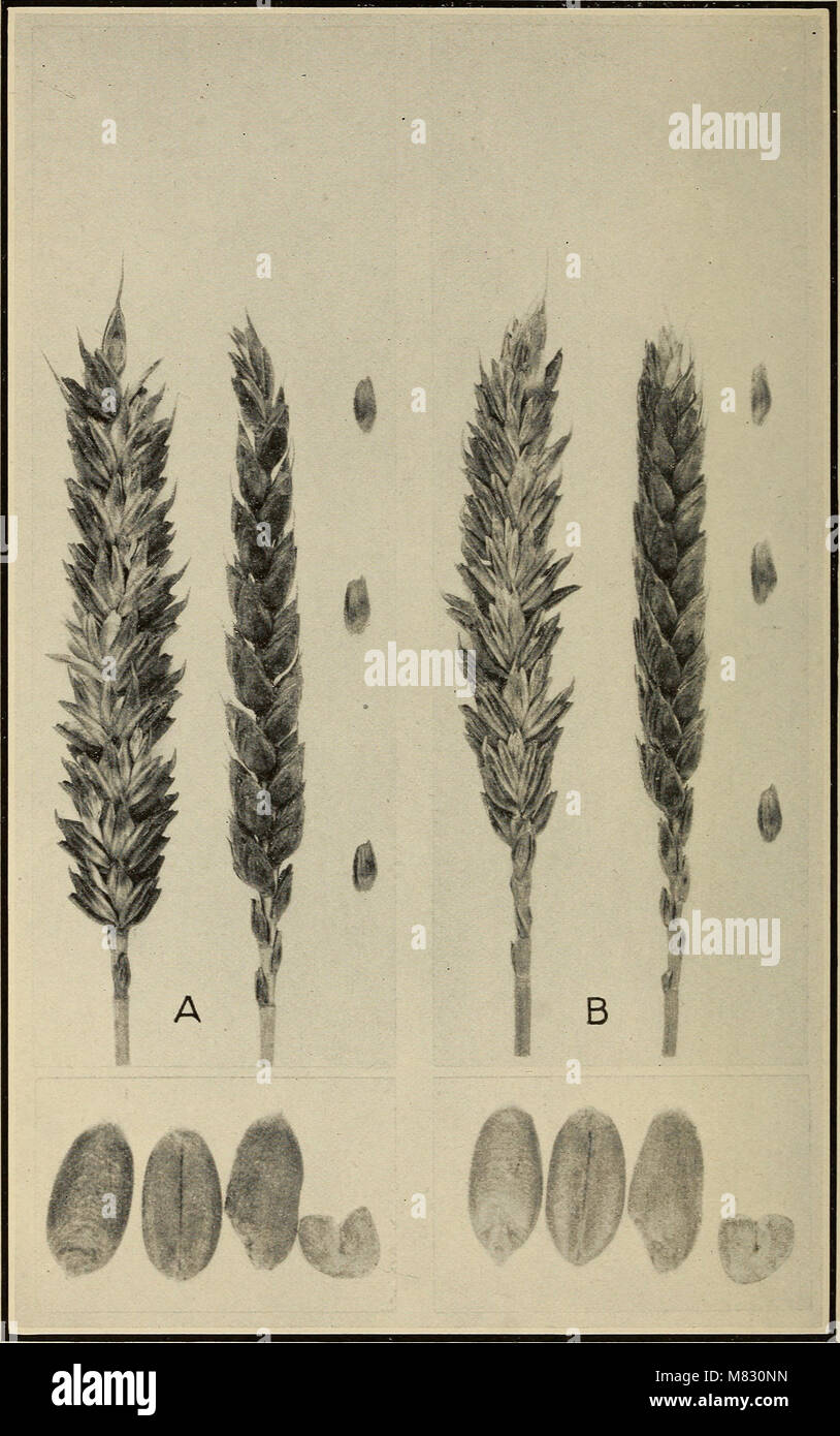 Classification of American wheat varieties (1922) (20629836626 Stock ...