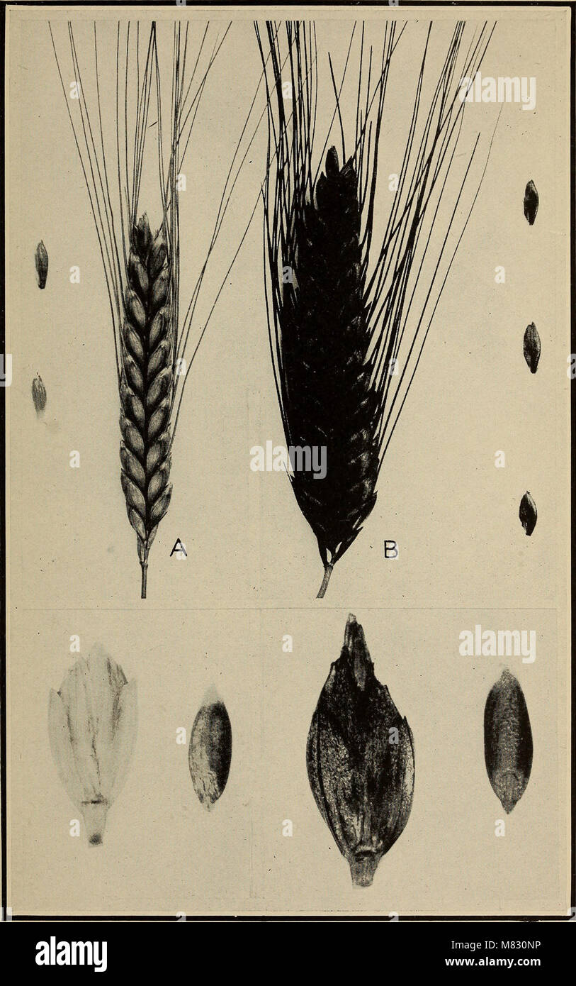 Classification of American wheat varieties (1922) (20630085296 Stock ...