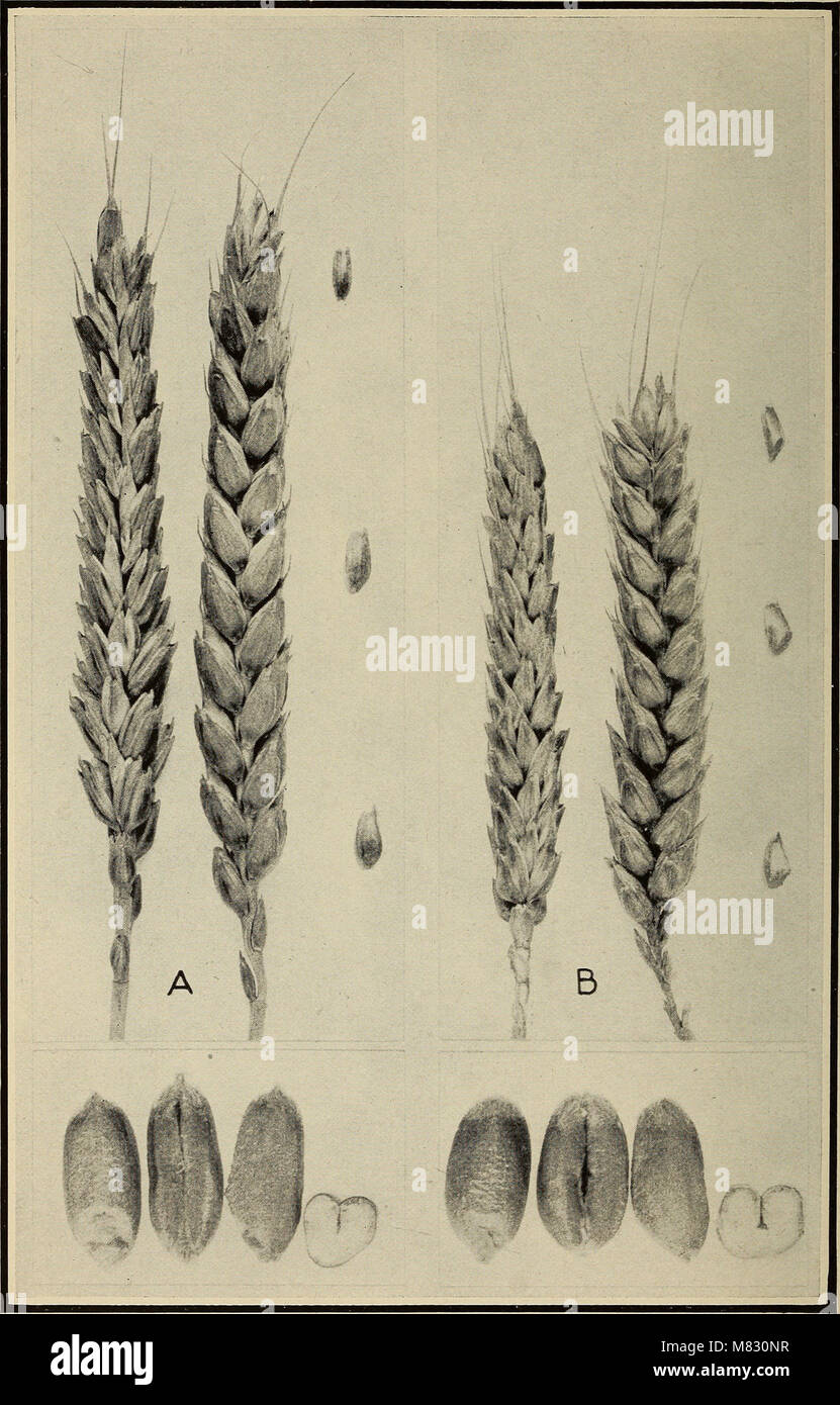 Classification of American wheat varieties (1922) (20646845952 Stock ...