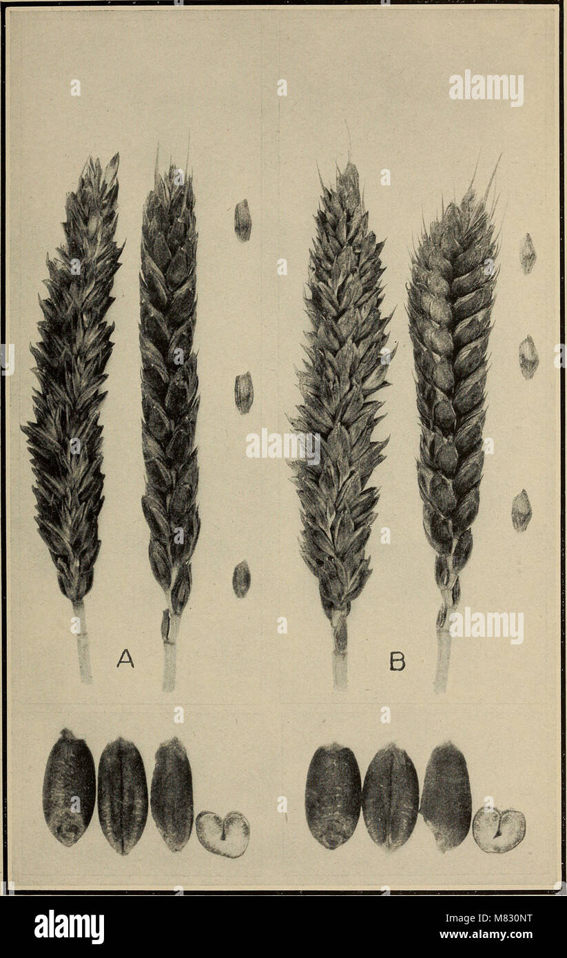 Wheat Varieties Illustration High Resolution Stock Photography and ...
