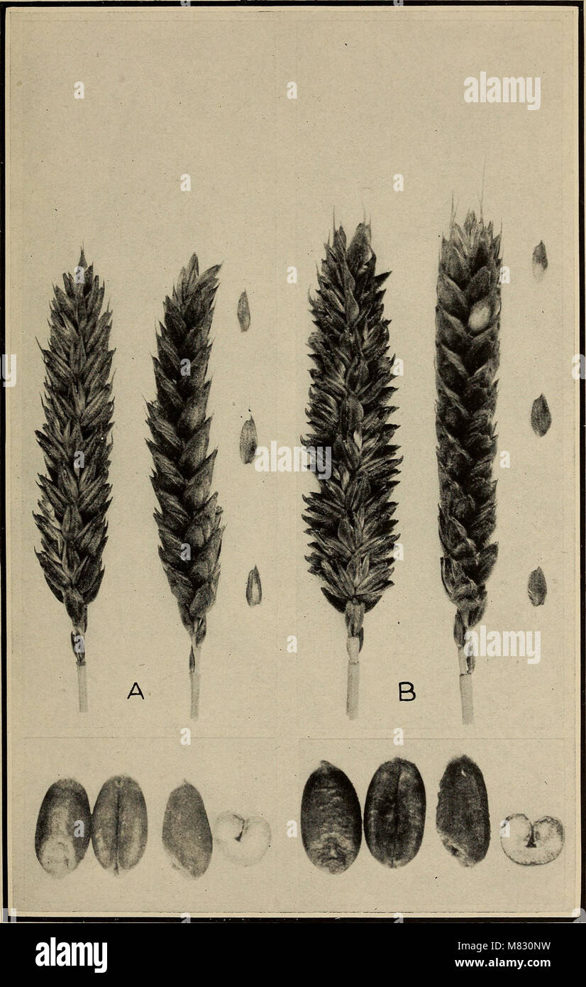 'Classification of American Wheat Varieties' (1922) presents a detailed ...