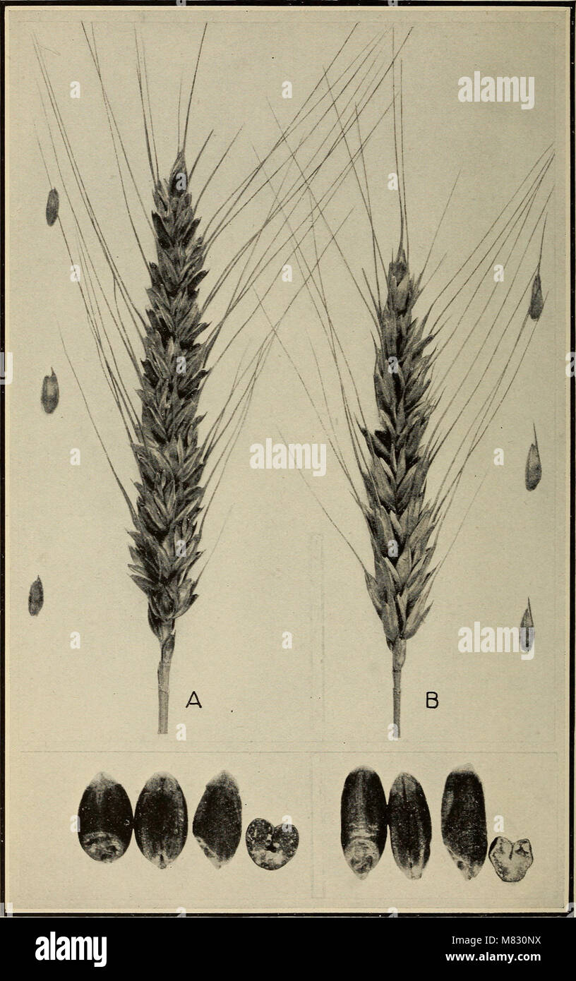 The 'Classification of American Wheat Varieties' (1922) presents a ...