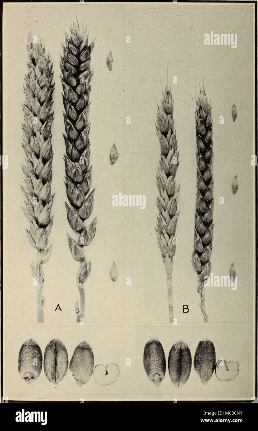 Wheat Varieties Illustration High Resolution Stock Photography and ...
