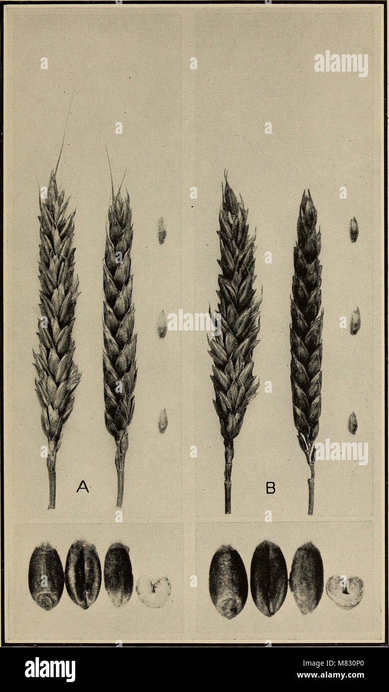 Classification of American wheat varieties (1922) (20656071075 Stock ...