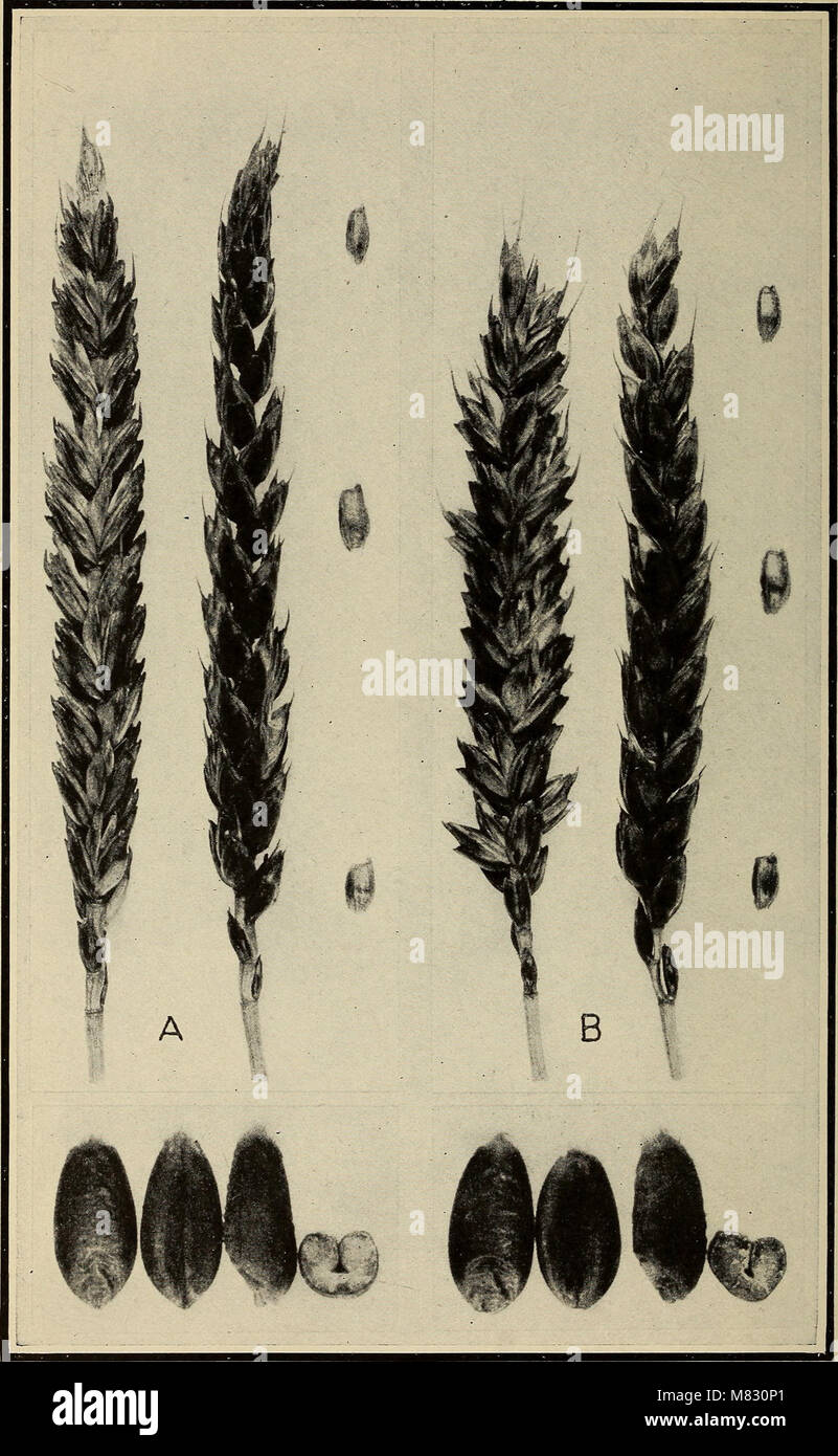 This 1922 work focuses on the classification of American wheat ...