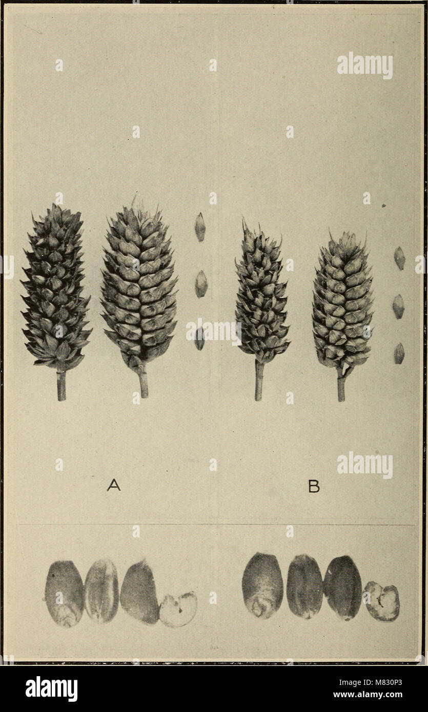 Wheat Varieties Illustration High Resolution Stock Photography and ...