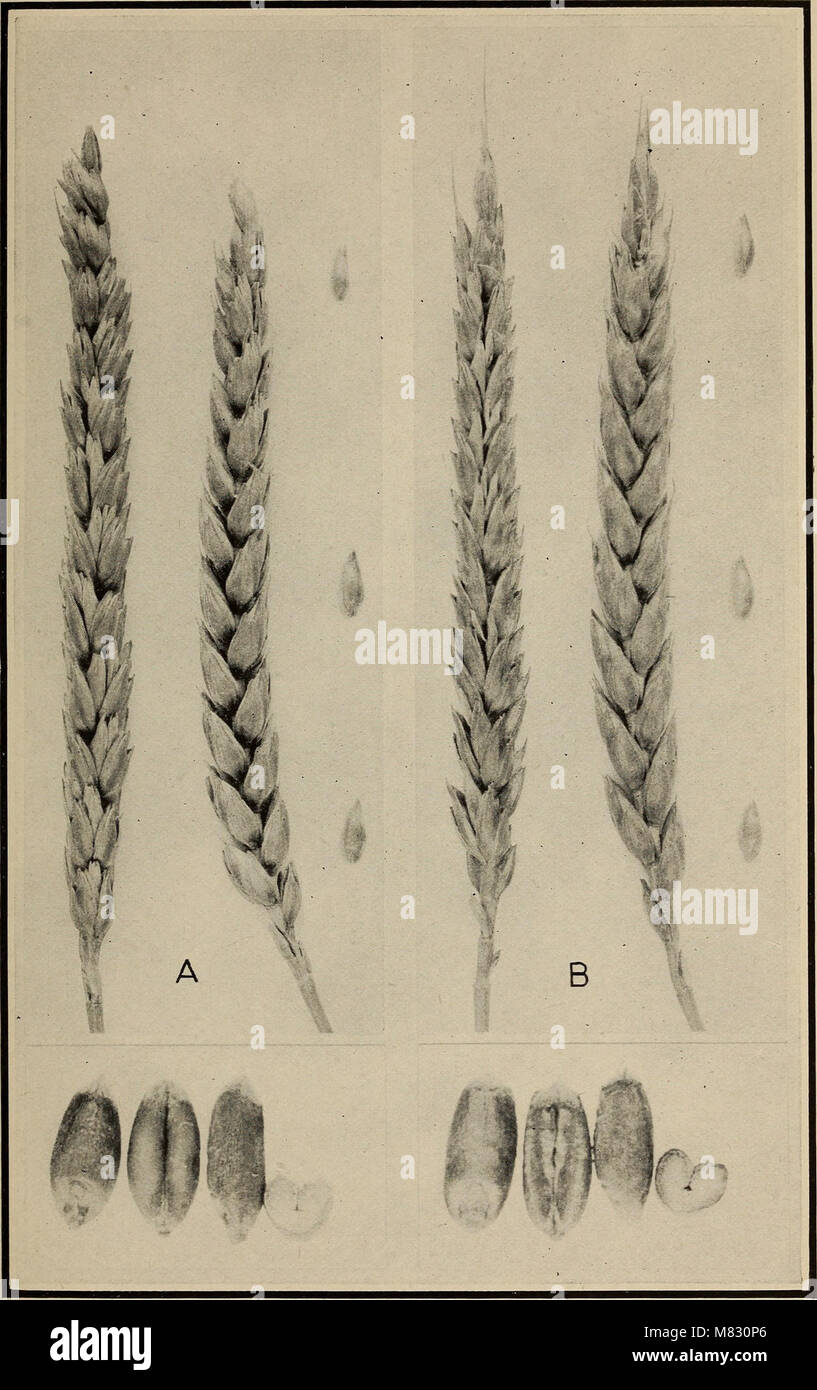 Classification of American wheat varieties (1922) (20662697501 Stock ...