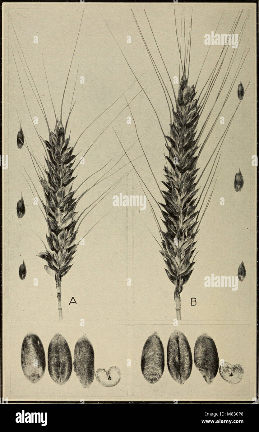 Wheat Varieties Illustration High Resolution Stock Photography and ...