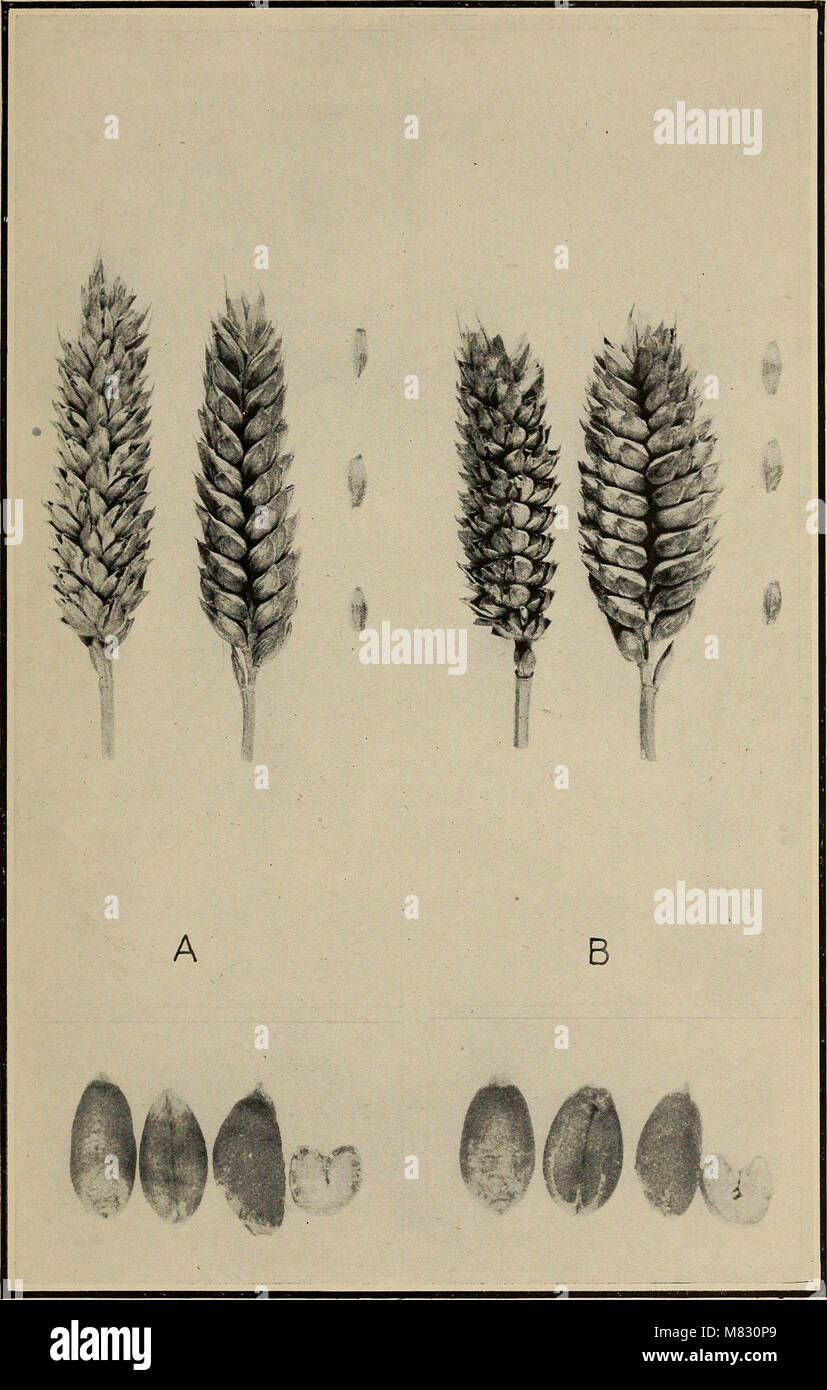 This 1922 publication provides a detailed classification of various ...