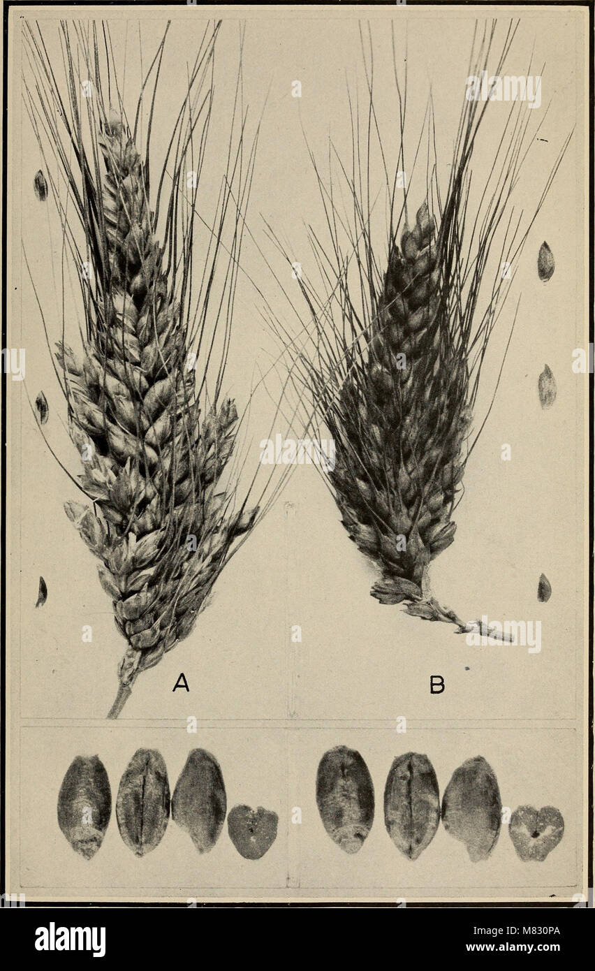 The 1922 work on the classification of American wheat varieties ...