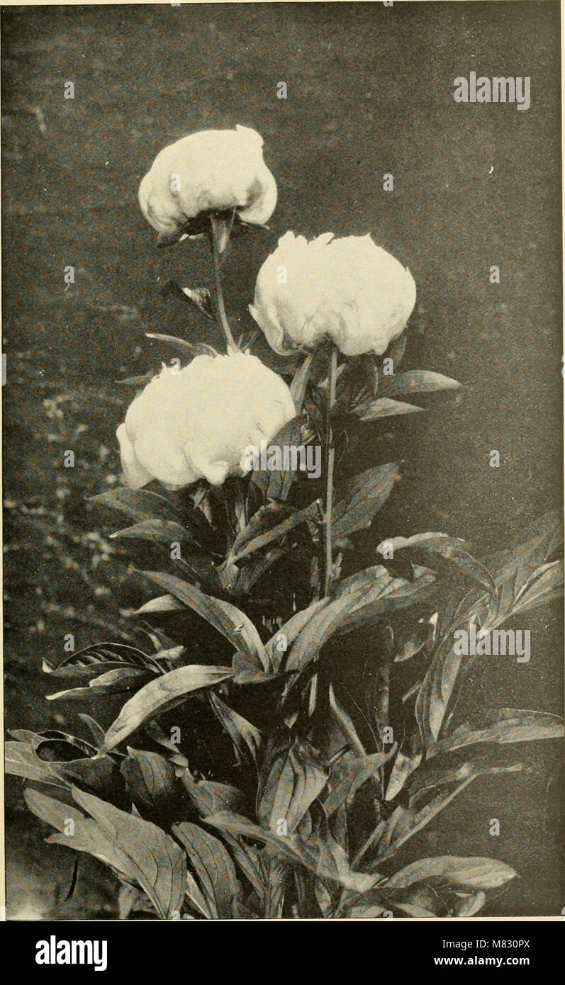 The 1911 study on the classification of peonies presents an in-depth ...