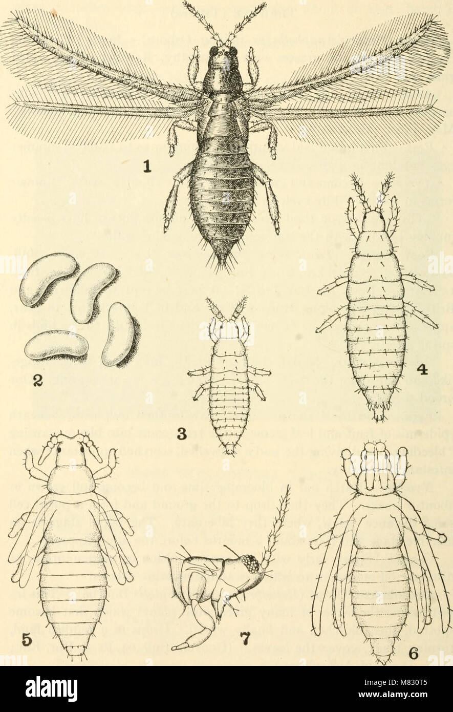 ‘Class Book of Economic Entomology’ (1919) covers the study of insects ...