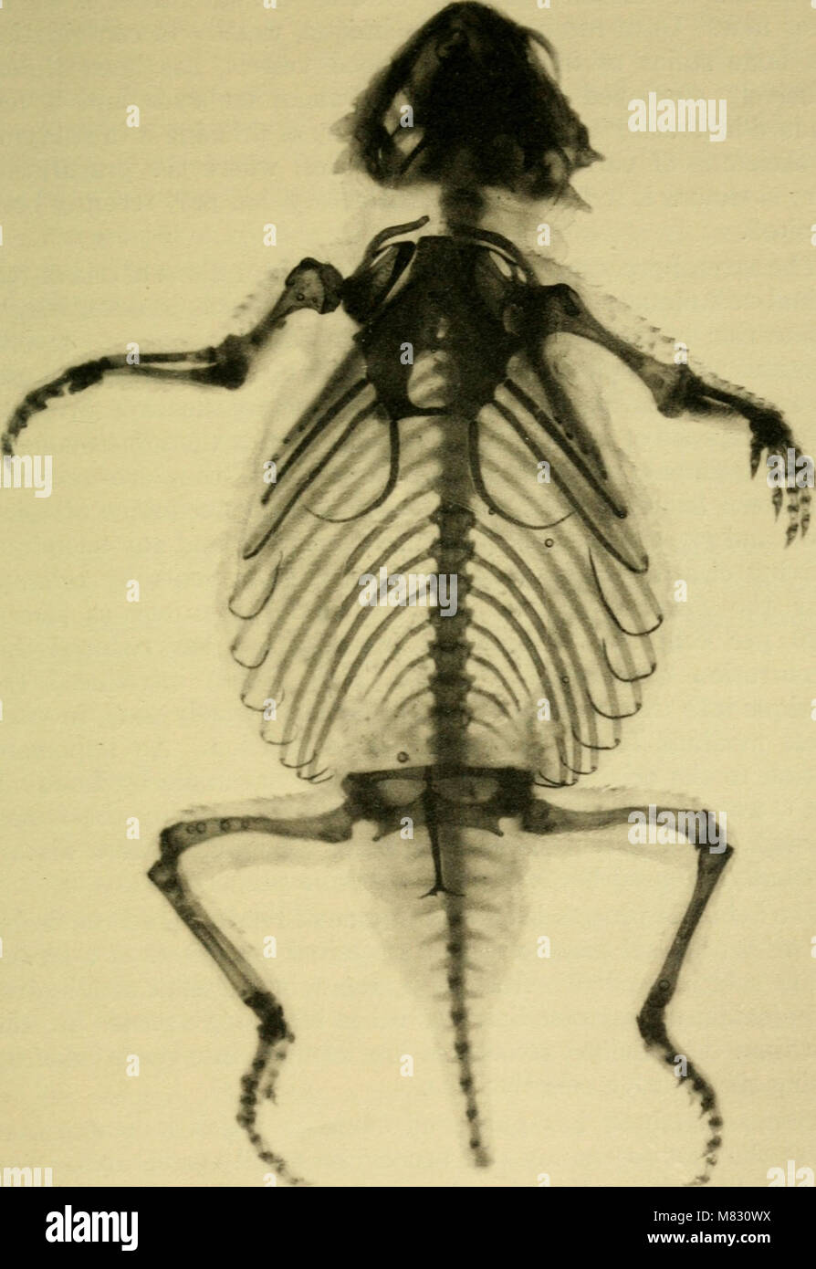 This guide from 1936 details the process of cleaning and staining the ...