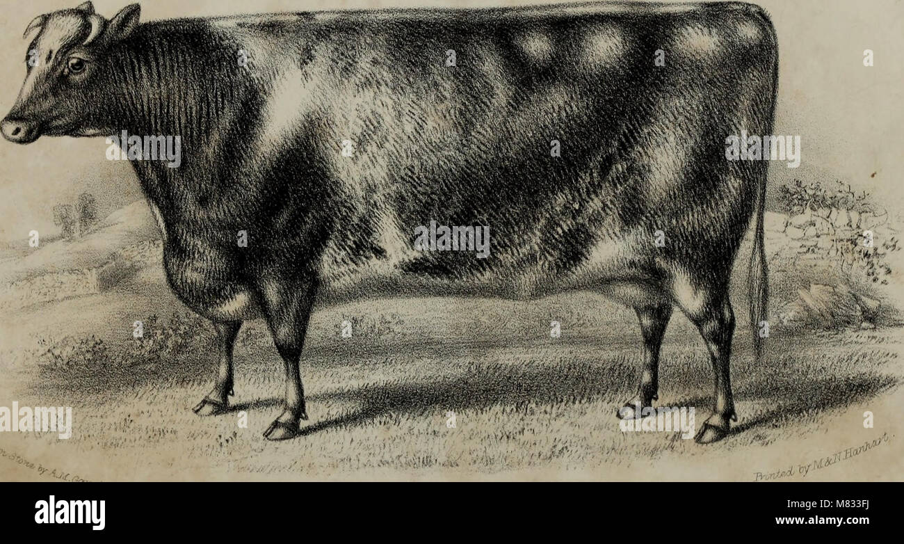 History of cattle breeds hi-res stock photography and images - Alamy
