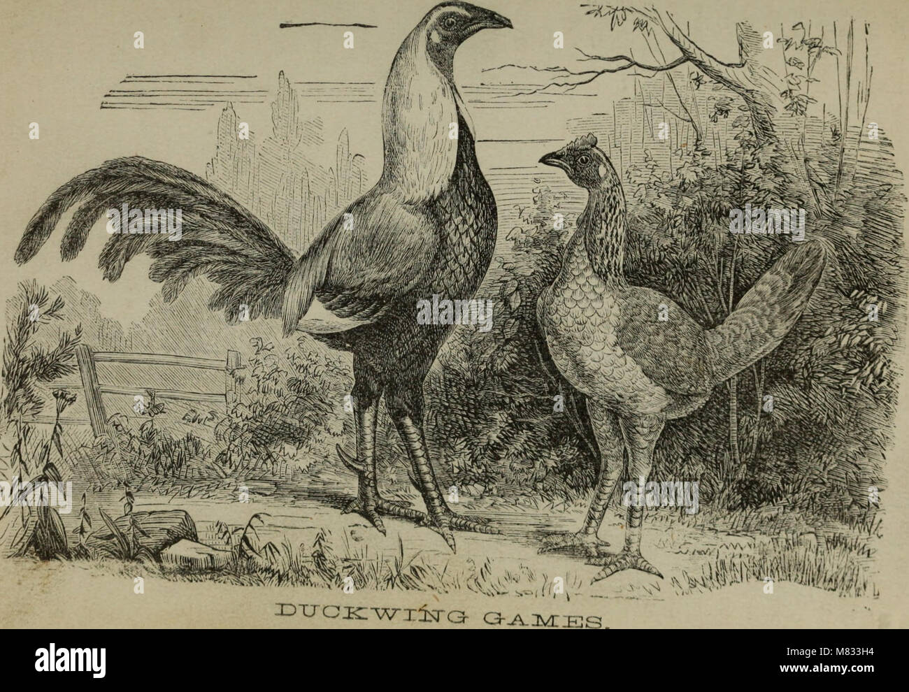 A 1878 guide detailing the breeding, care, and management of game fowl ...