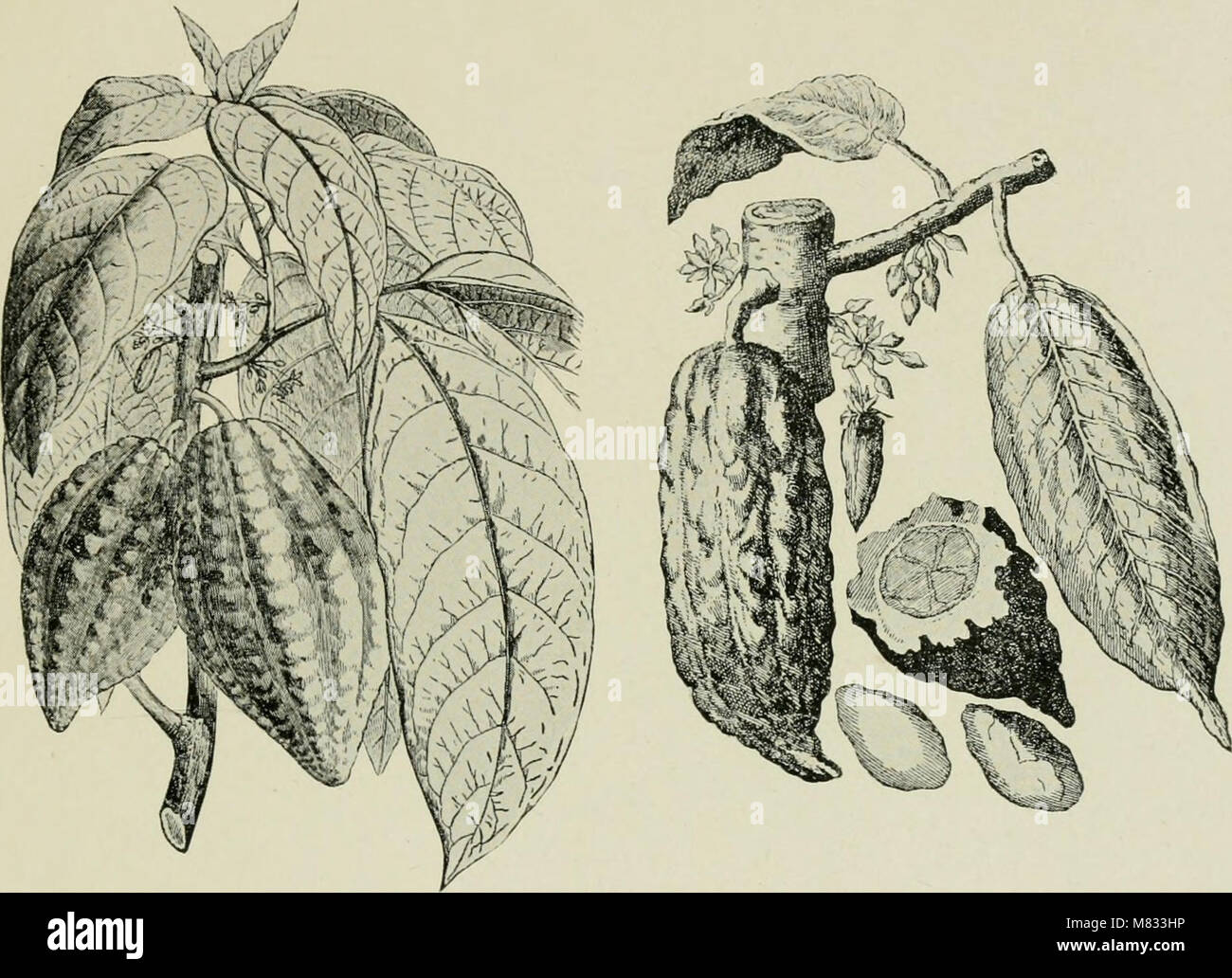 The 1907 publication offers a concise history of cocoa and chocolate ...