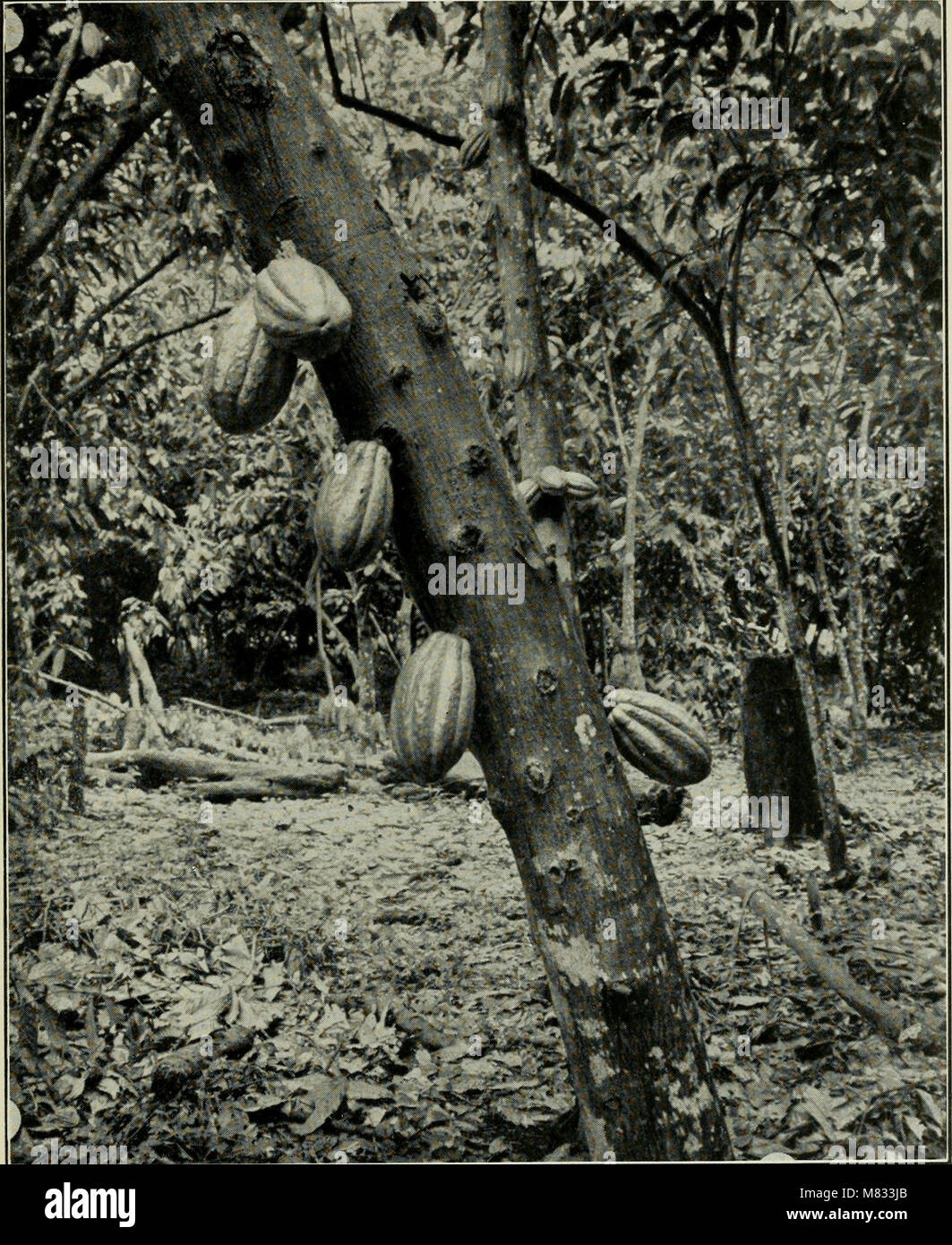 This 1907 publication outlines the history of cocoa and chocolate, from ...