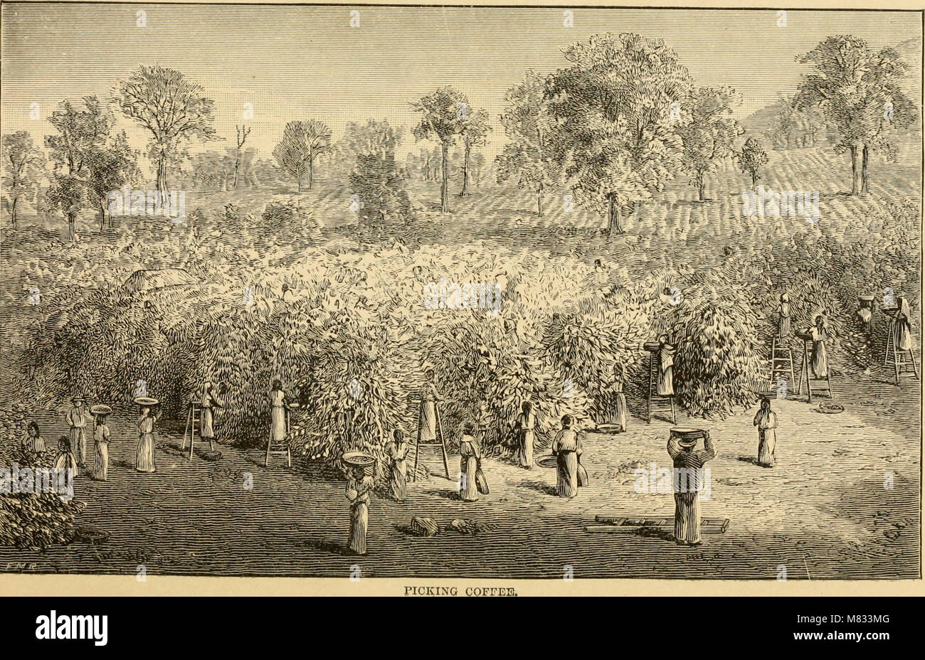 This 1881 work provides an overview of the coffee production process ...