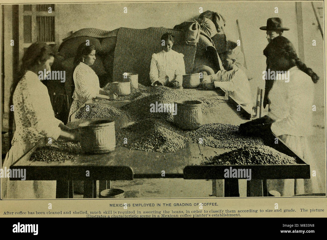 This book, 'Coffee' (1909), offers a detailed examination of coffee as ...